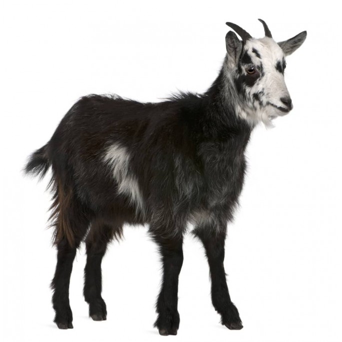 Macho cabrío menor de menos 1año y +18kg حولي