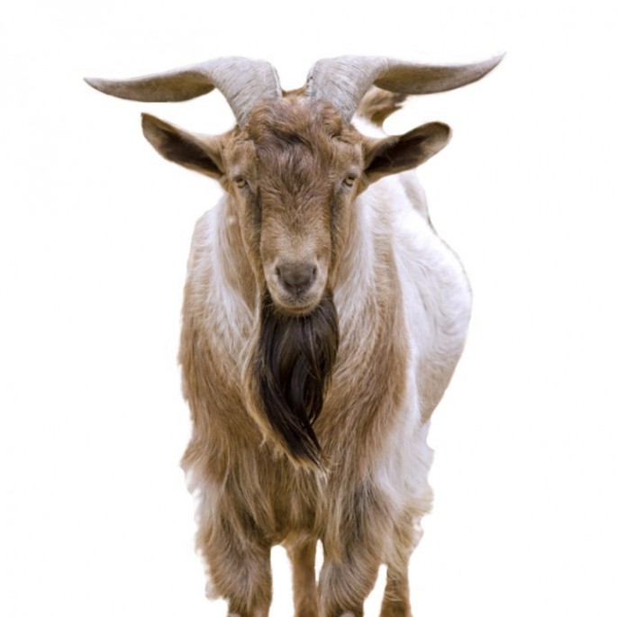 Macho cabrío +1año +35kg عتروس